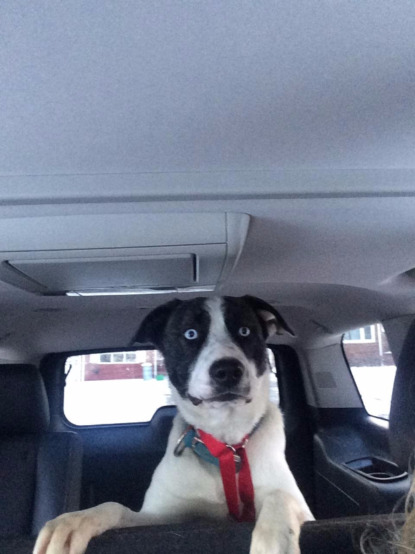 Frankie – Brendan's Meadows Rescue